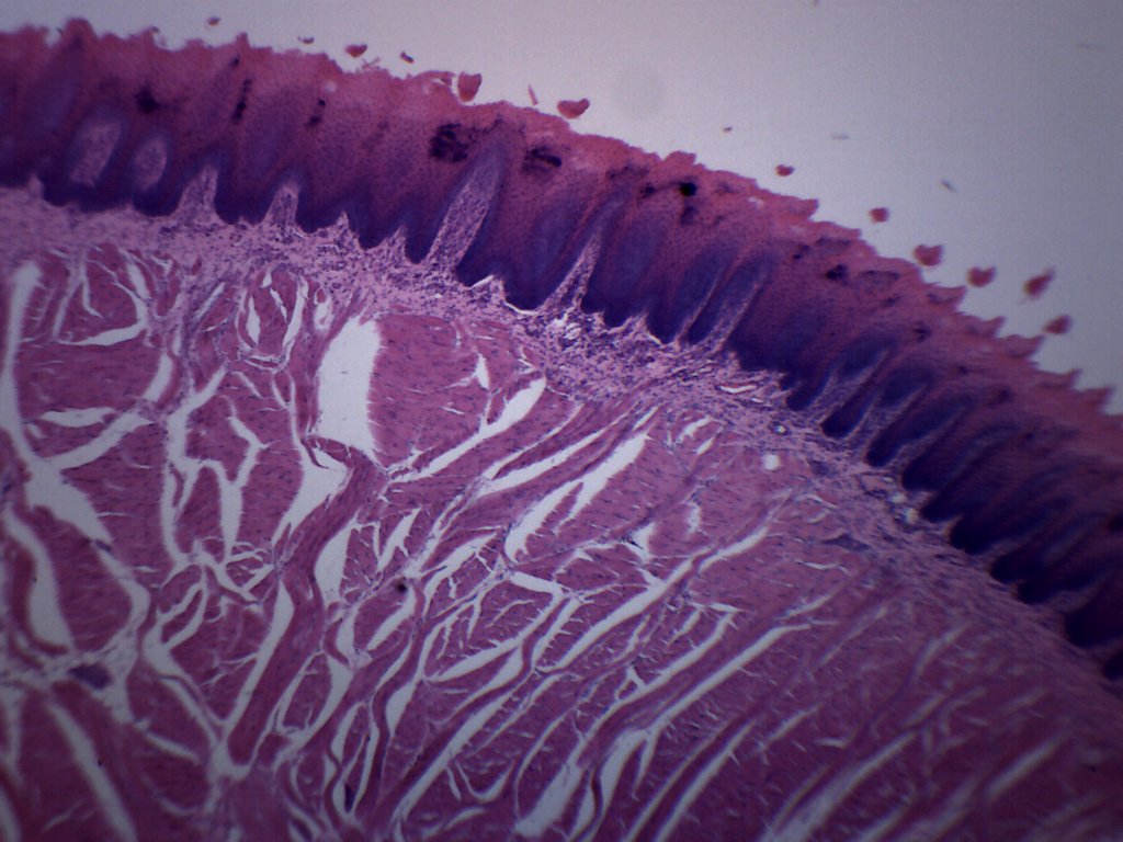 Foliate Papillae Section, Mammal - Prepared Microscope Slide - 75x25mm ...