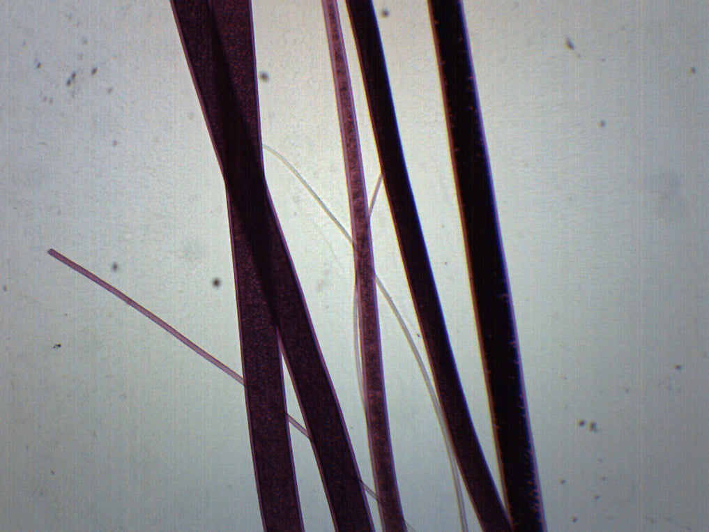 Wool - Prepared Microscope Slide - 75x25mm — Eisco Labs