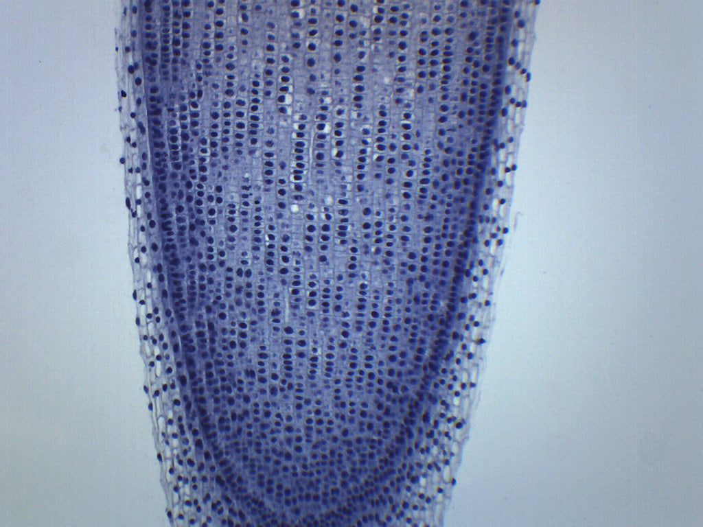 Onion Root Cell Parts