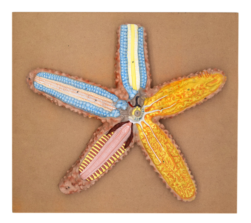 Zoology Models — Eisco Labs