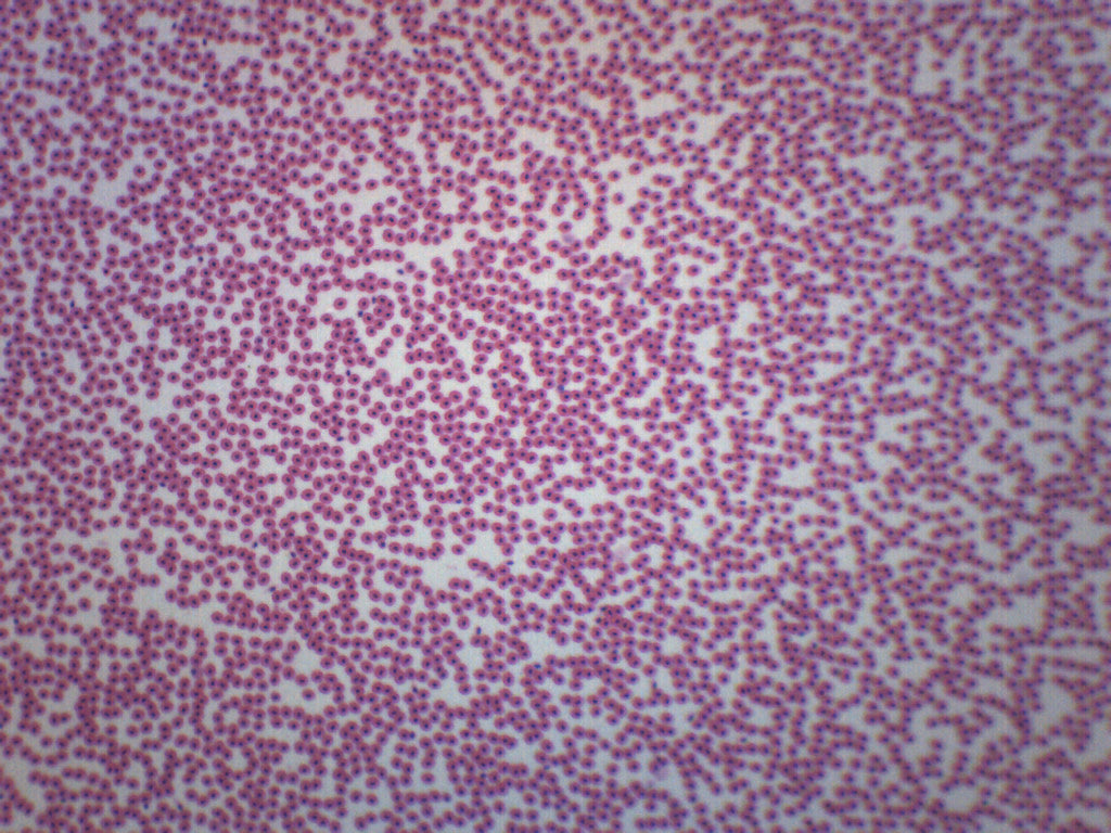 Fish Blood Smear - Prepared Microscope Slide - 75x25mm — Eisco Labs