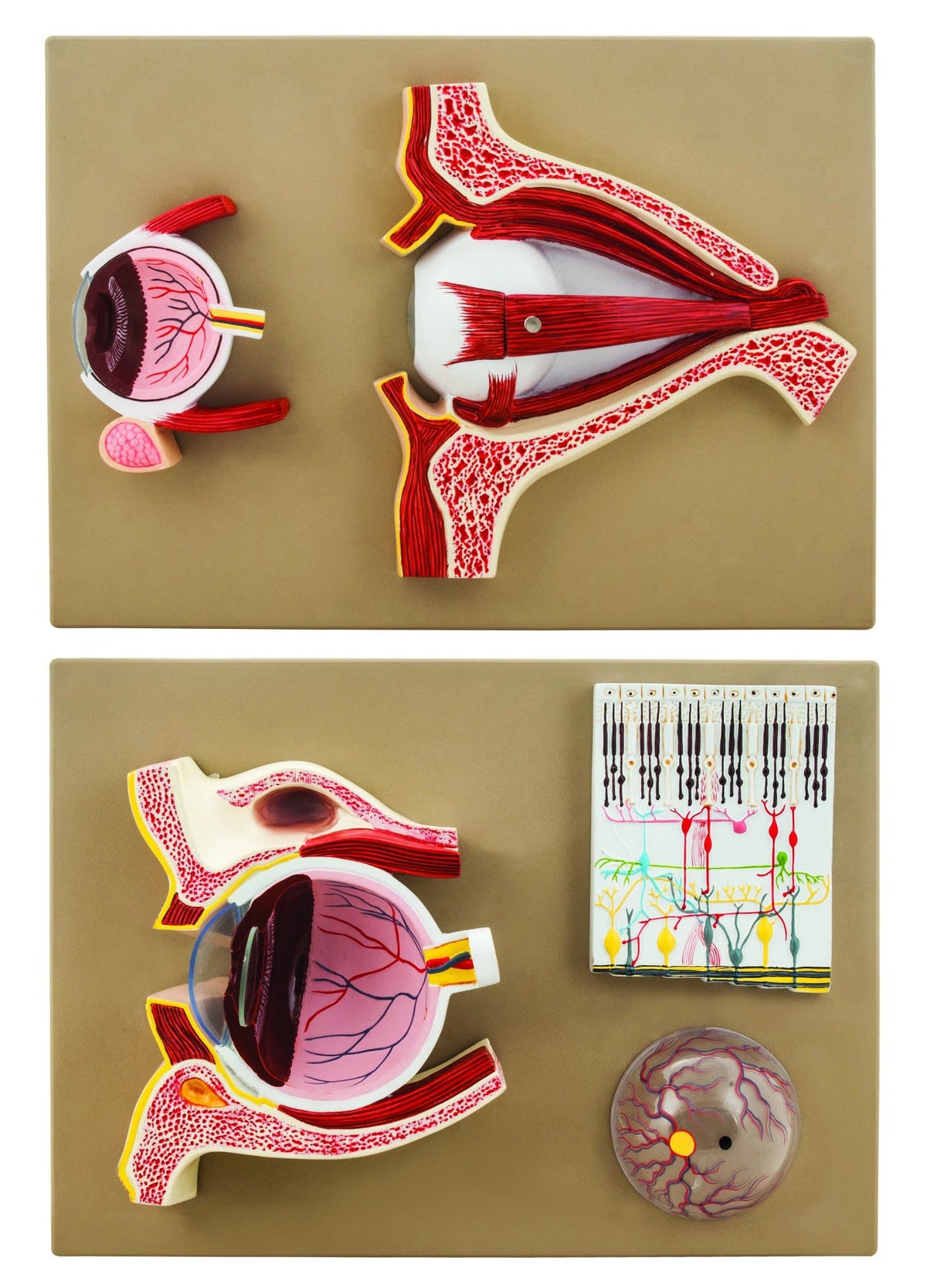 Eisco Double-Sided Human Eye Model, 5 Sections — Eisco Labs