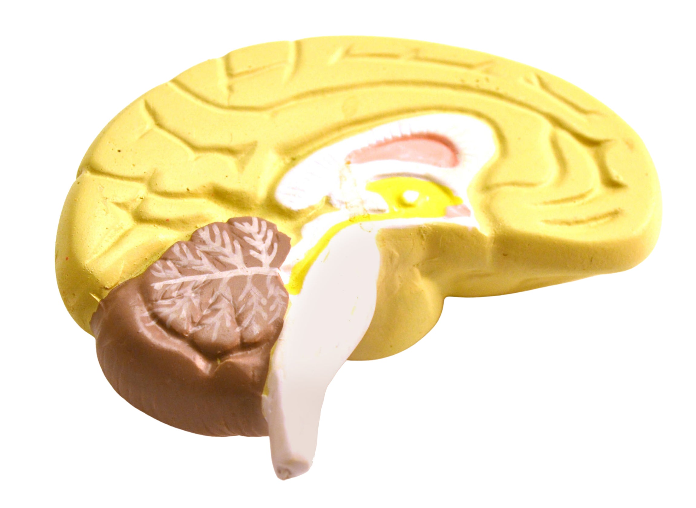 Miniature Human Torso Model (Sexless), 19" Tall - 12 Parts - Compact f ...