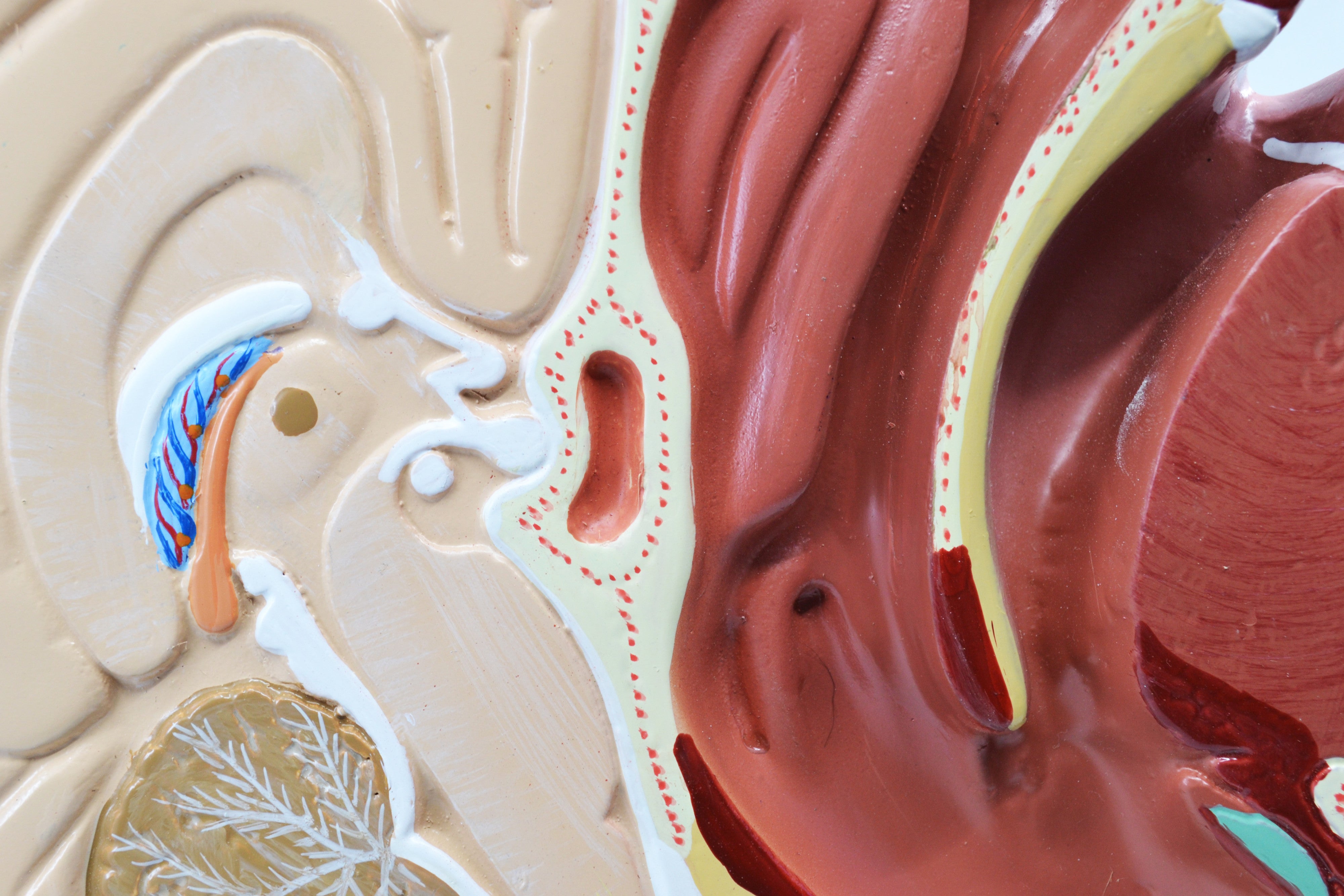 Nasal Swab Training Model, 12 Inch - For Demonstration of Nasopharynge ...