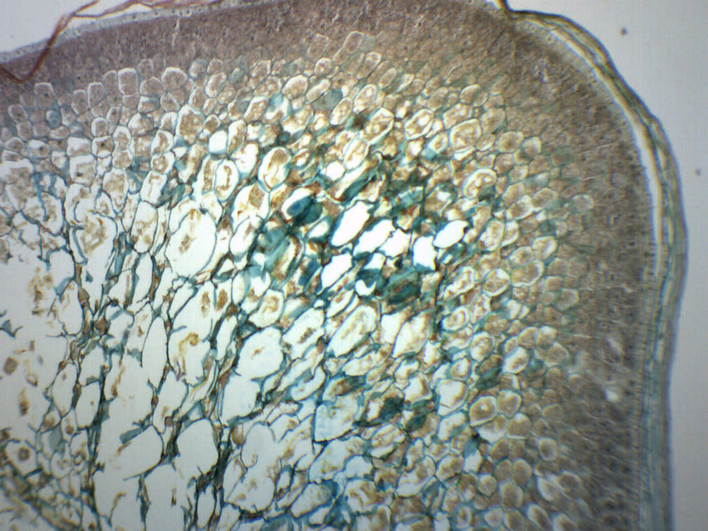 Zea Mays, Corn Grain - Longitudinal Section - Prepared Microscope Slid ...