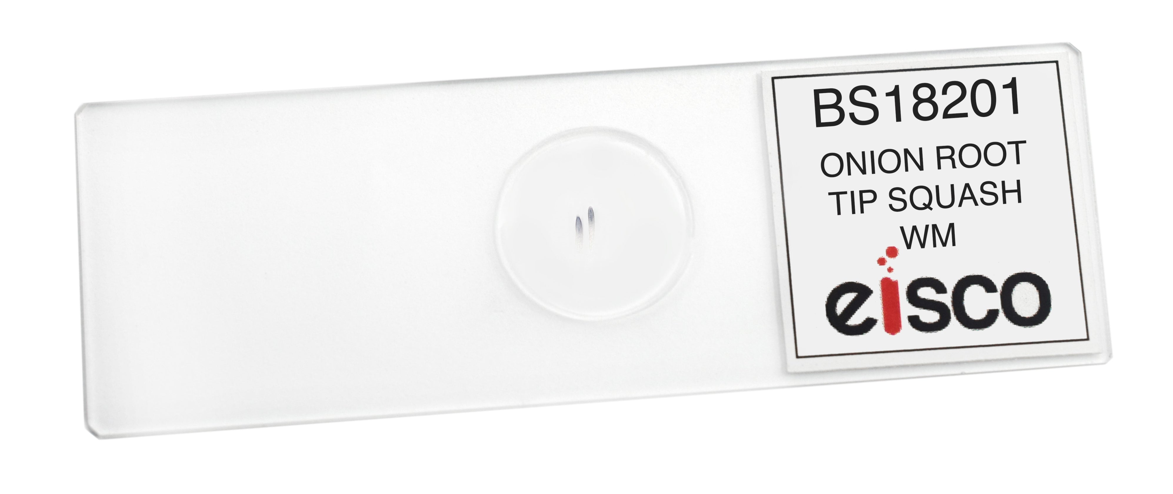 Onion Root Tip Squash - Prepared Microscope Slide - 75x25mm — Eisco Labs