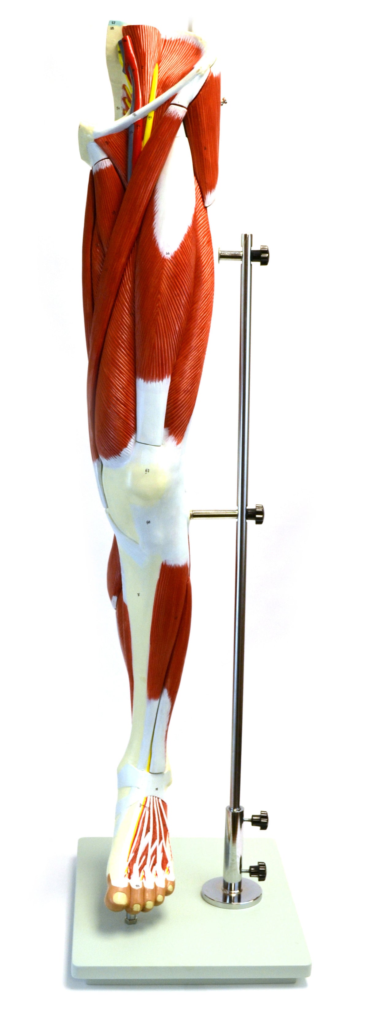 Eisco Labs Muscular Human Leg Model with Stand; Numbered