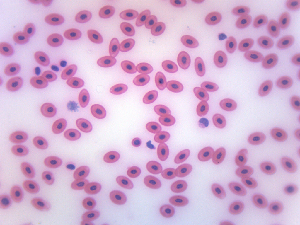 Frog Blood Smear - Prepared Microscope Slide - 75x25mm — Eisco Labs