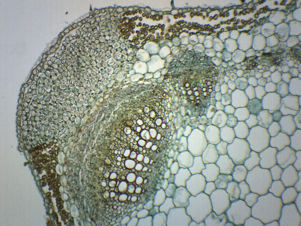 Lavender Stem - Prepared Microscope Slide - 75x25mm — Eisco Labs