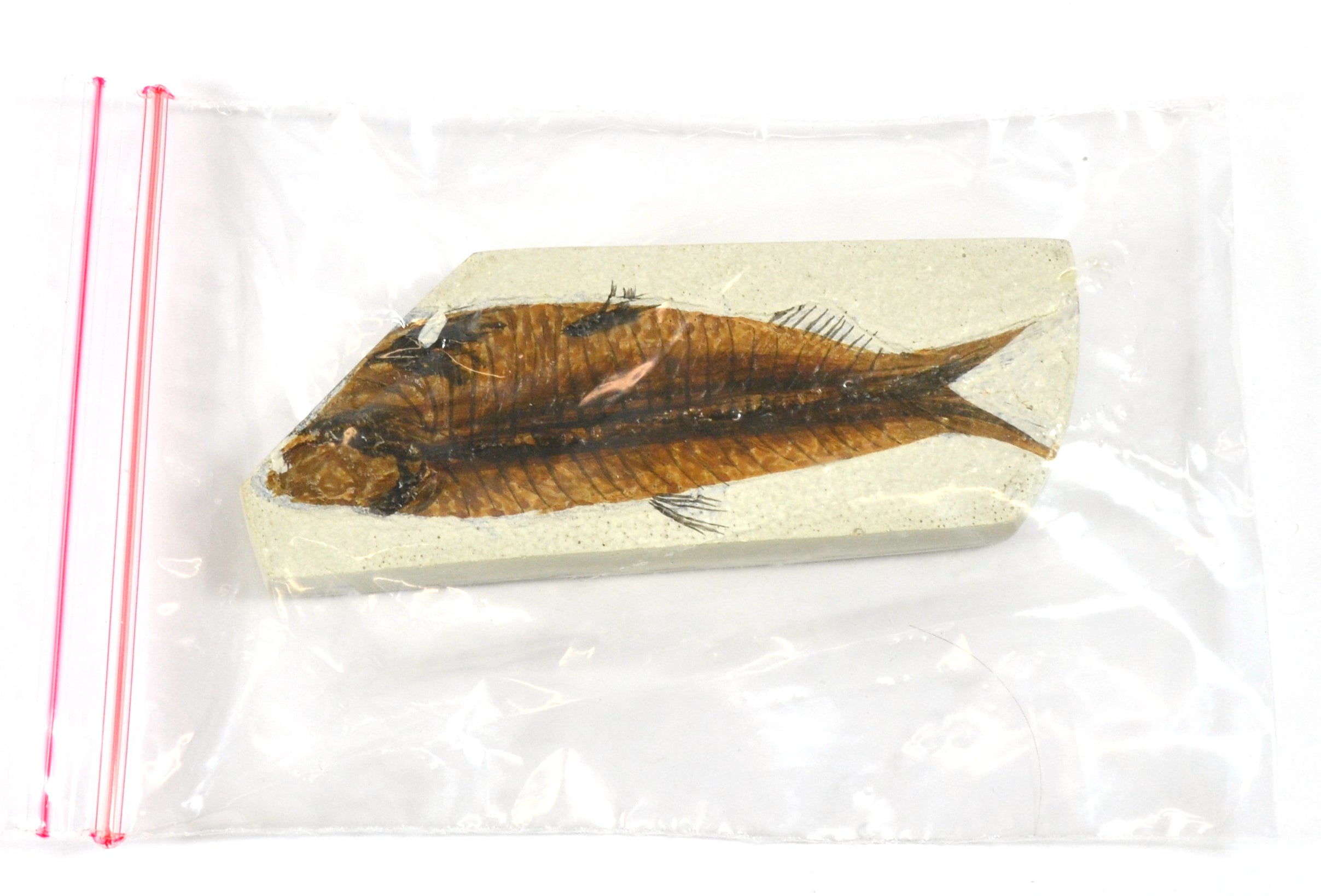 4x10cm Fish Fossil Replica, Mesozoic — Eisco Labs