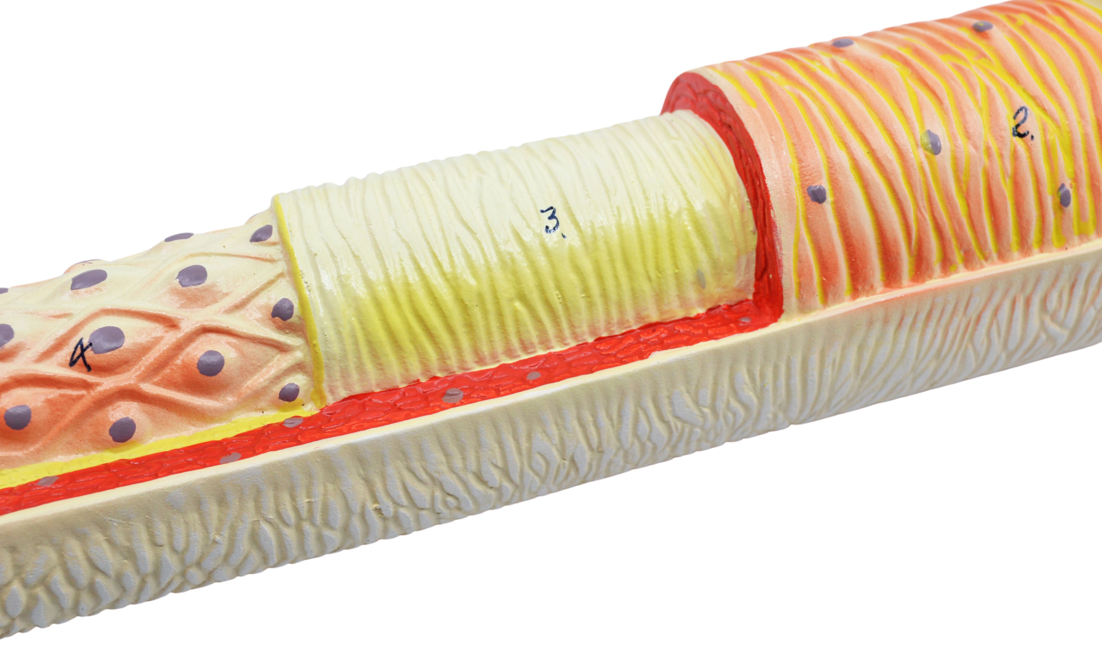 3 Piece Artery, Vein and Capillary Model Set, 13 Inch - Enlarged - Num ...