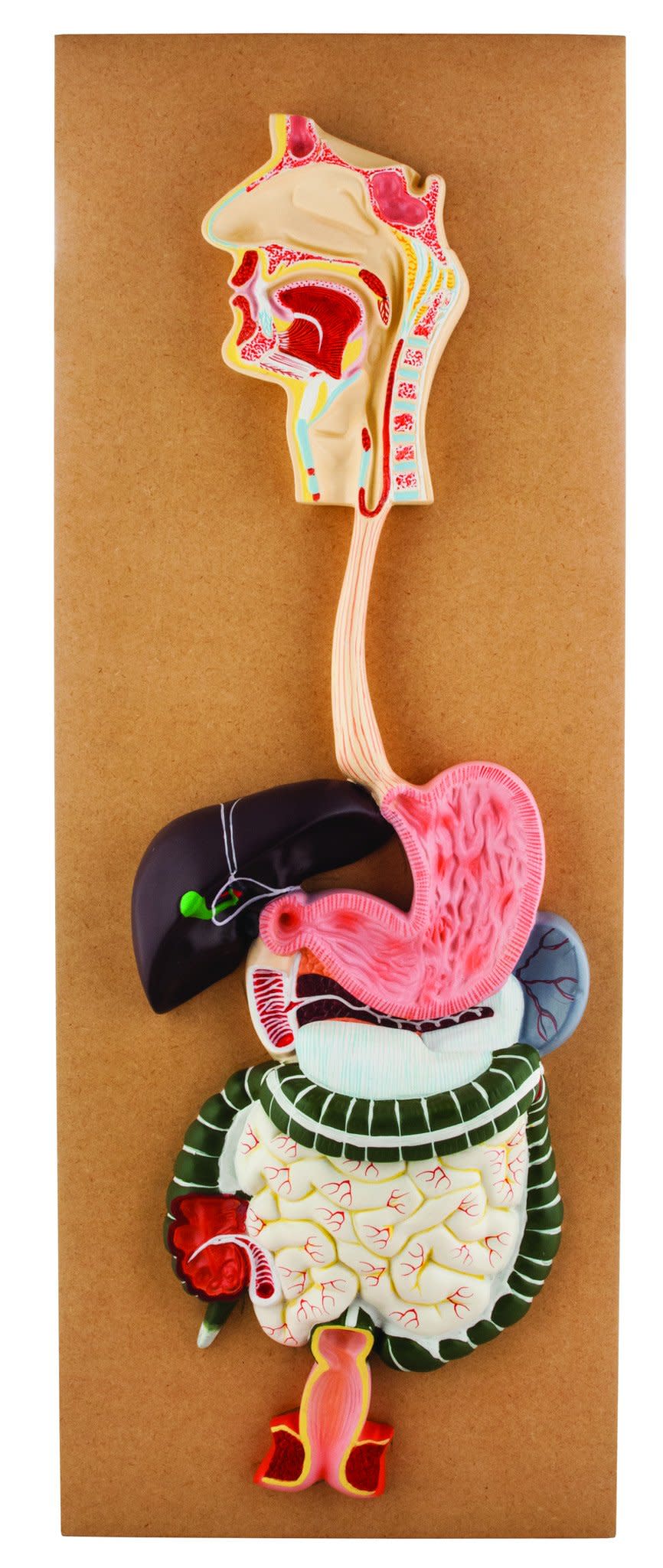 Human Digestive System Model - Life Size - 2 Parts — Eisco Labs