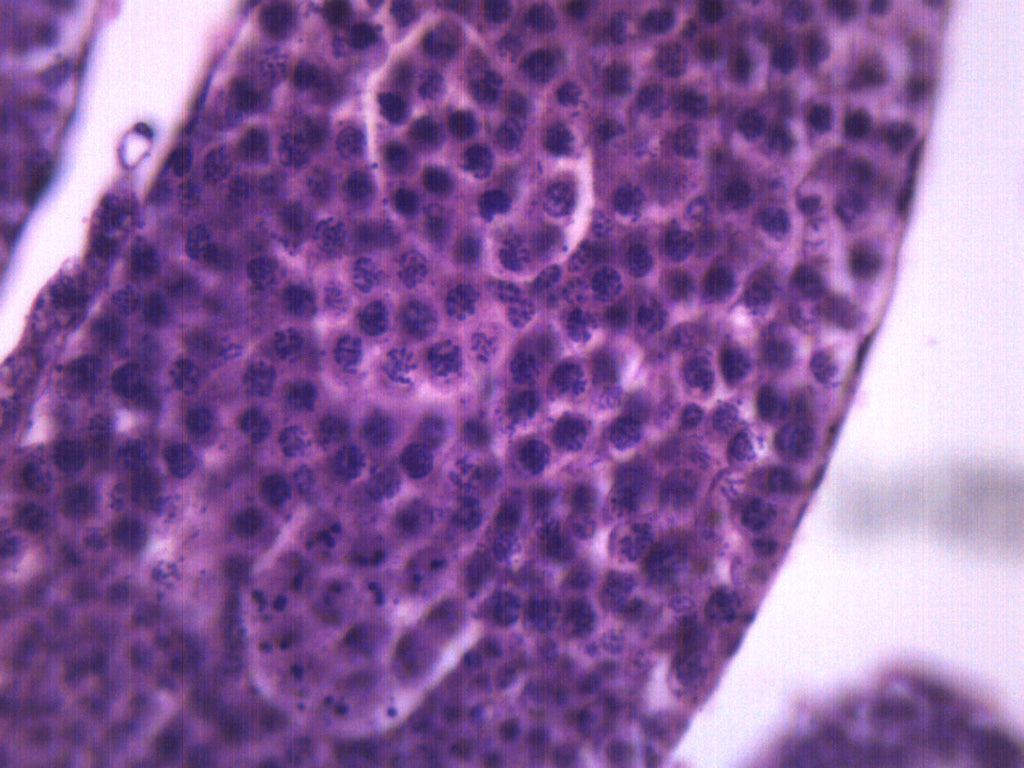 Testis Microscope Slide