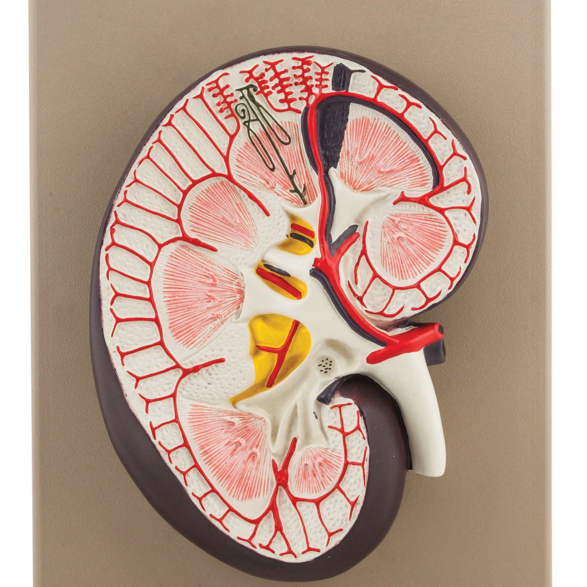 Human Kidney Model