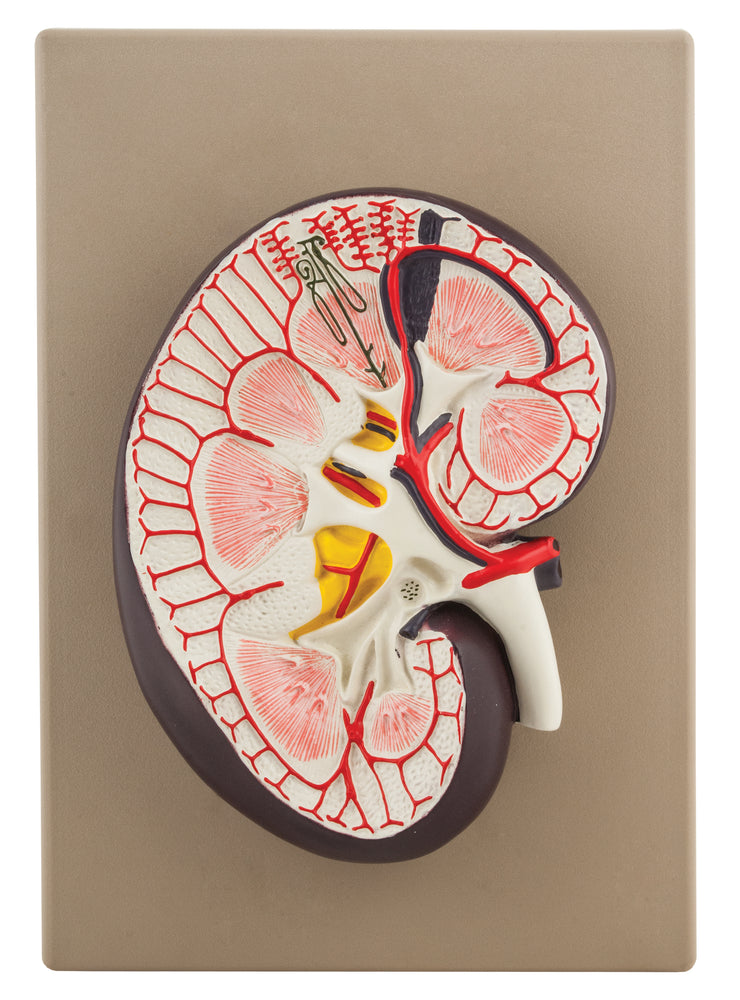 Kidney Model Labeled
