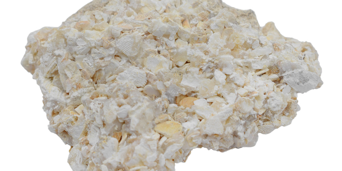 Raw Coquina, Sedimentary Rock Specimen - Approx. 1" — Eisco Labs