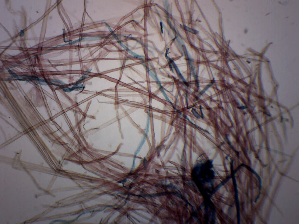 Pine Wood Maceration - Wholemount - Prepared Microscope Slide - 75x25m ...