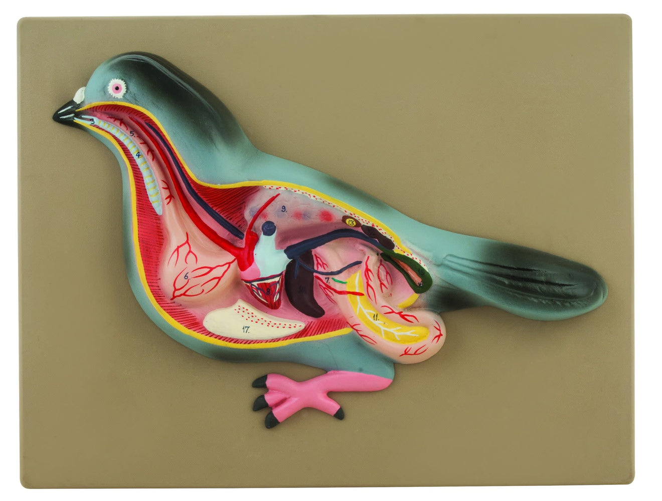 Pigeon Dissection