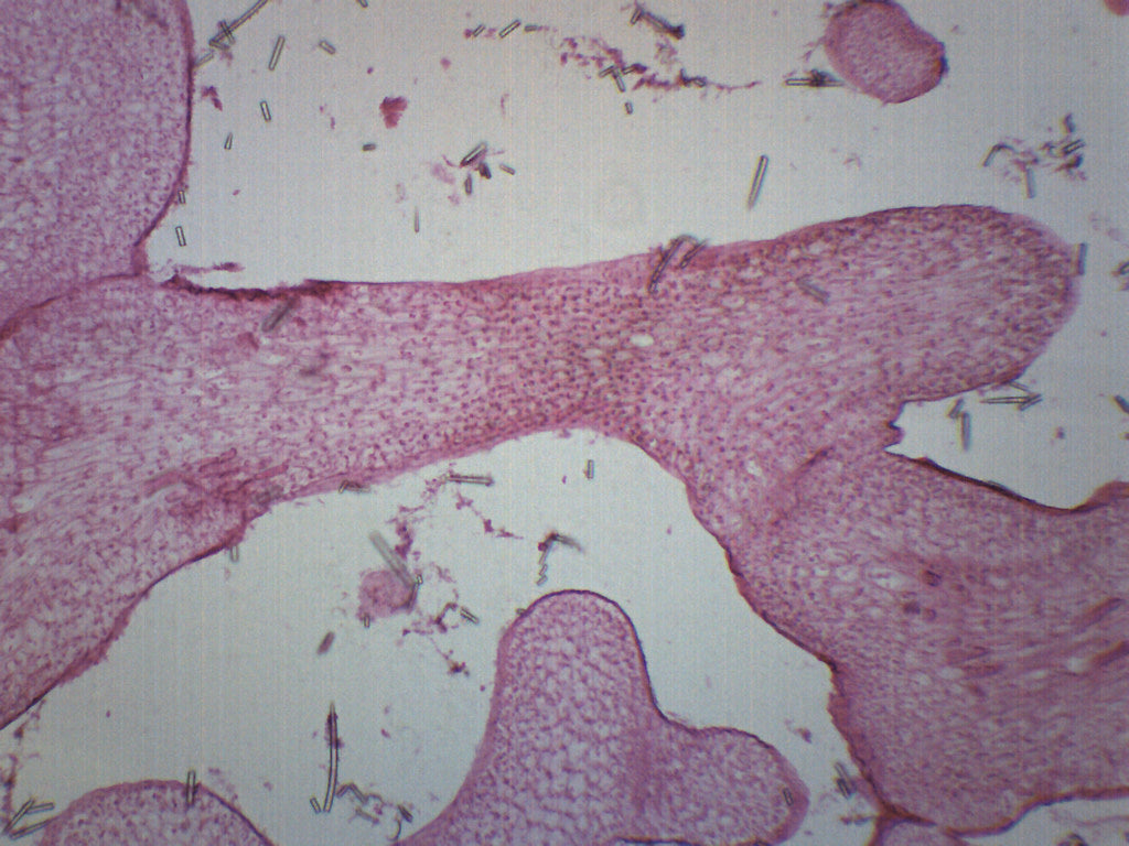 Grantia Cross Section Labeled
