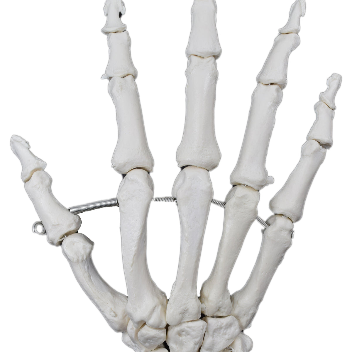 Bones Of The Hand Blank