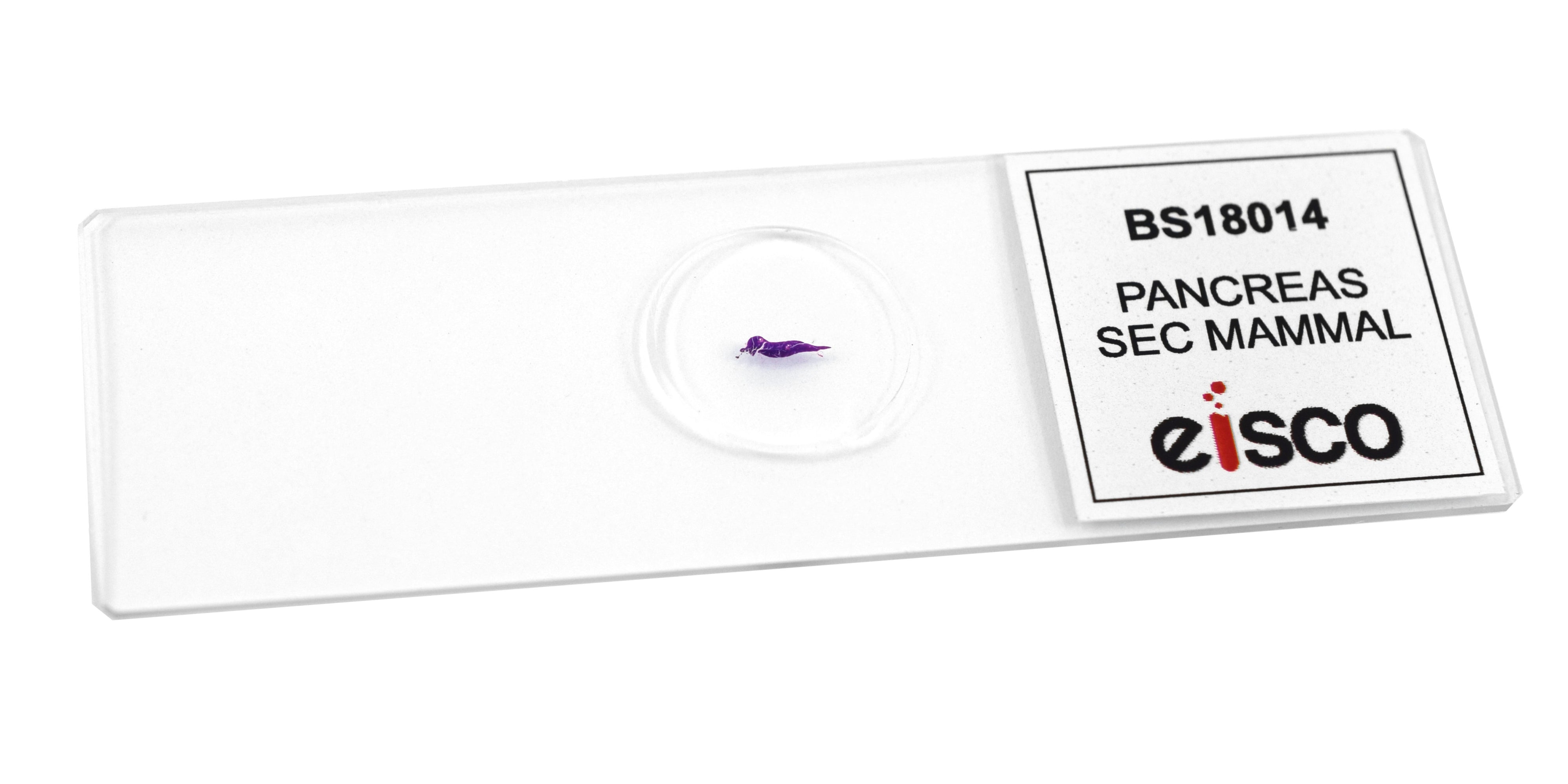 Pancreas Section (Mammal) - Prepared Microscope Slide - 75x25mm — Eisco ...