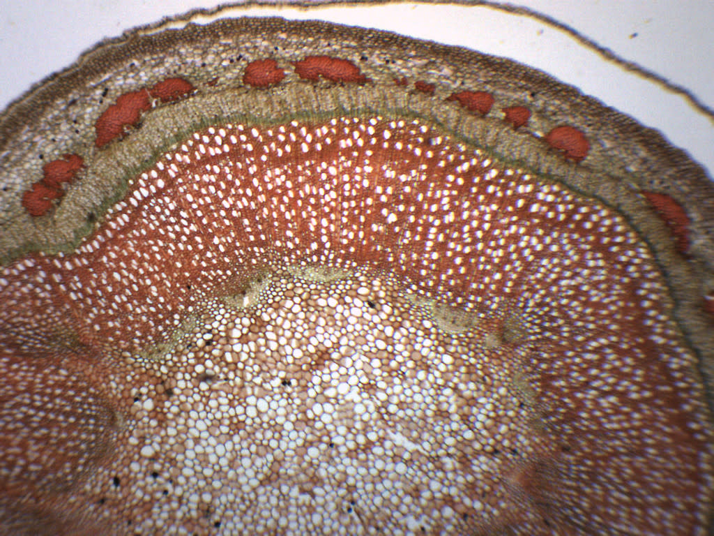 Apple Tree Stem - Cross Section - Prepared Microscope Slide - 75x25mm ...