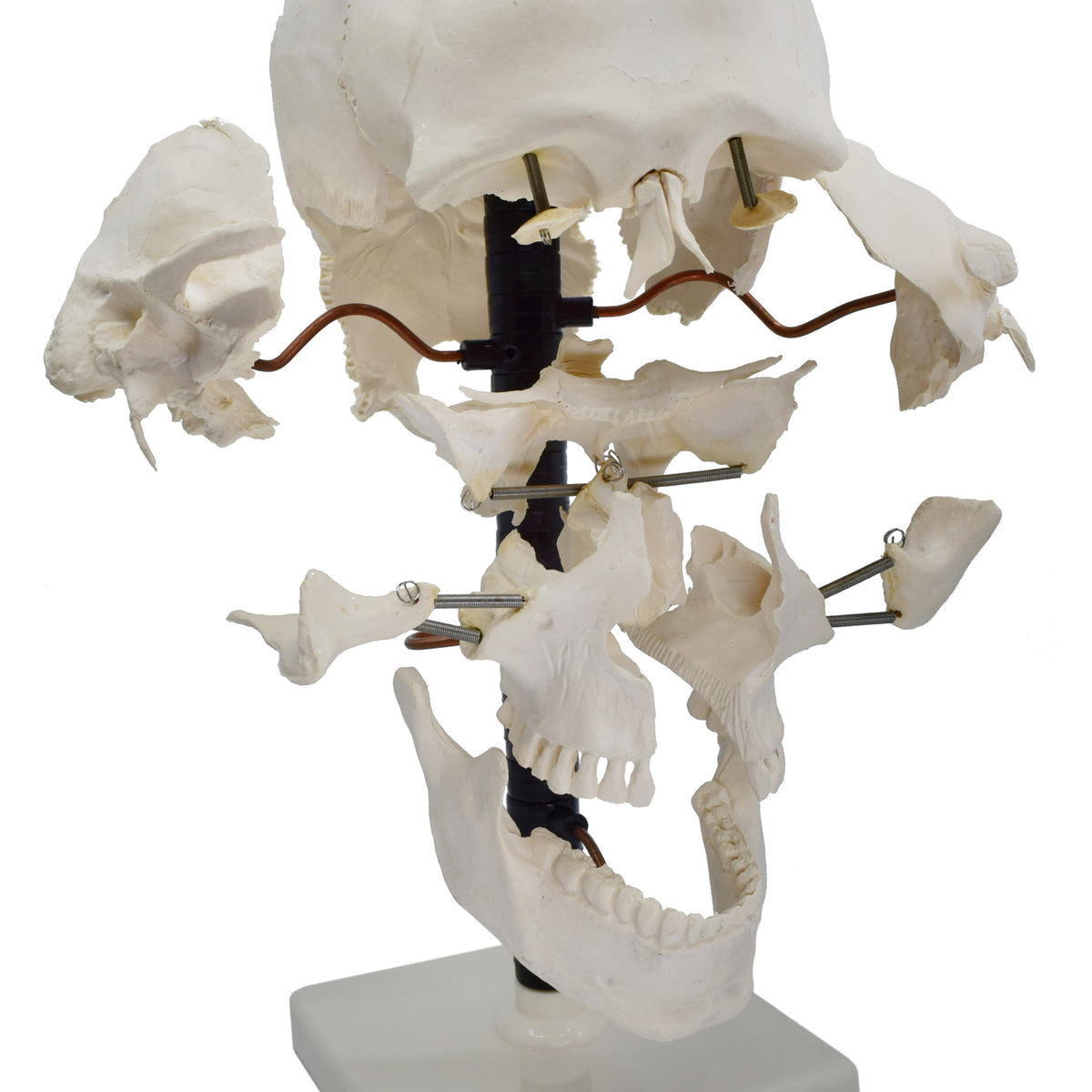 Beauchene Exploded Skull Model - 13 Parts - Life Size - Mounted on Sta ...