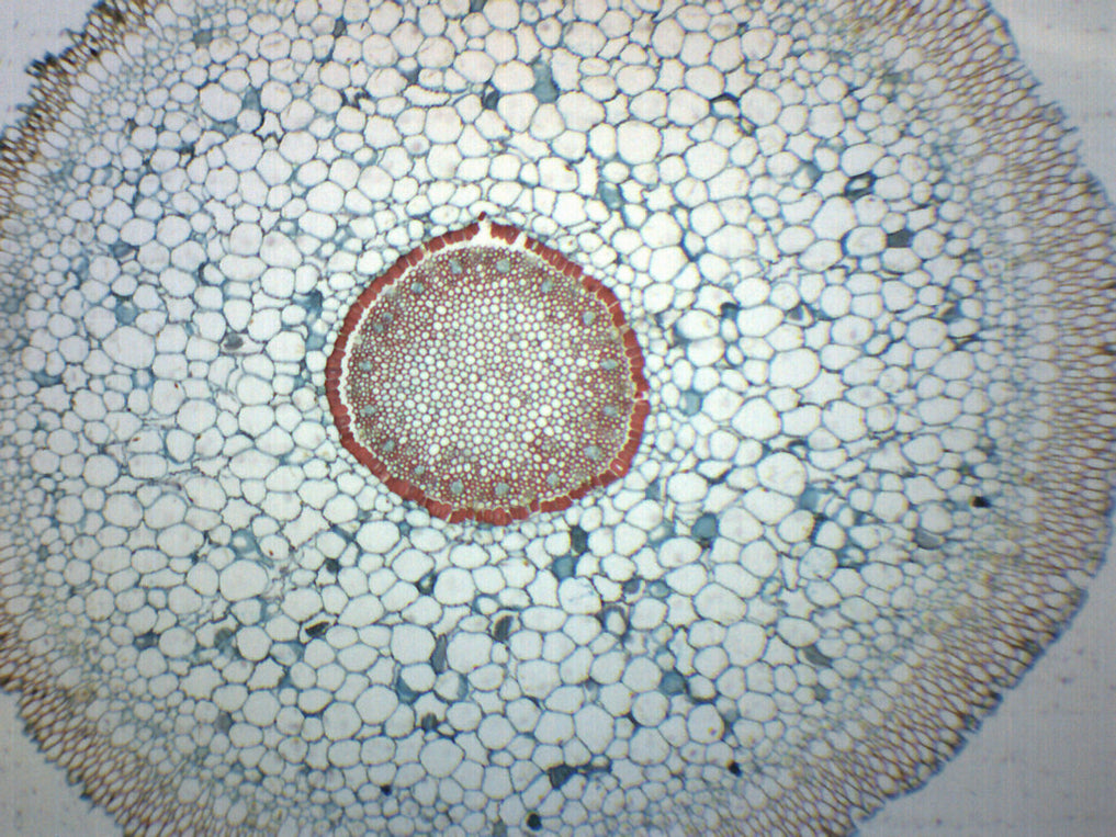 Orchid Aerial Root - Prepared Microscope Slide - 75x25mm — Eisco Labs