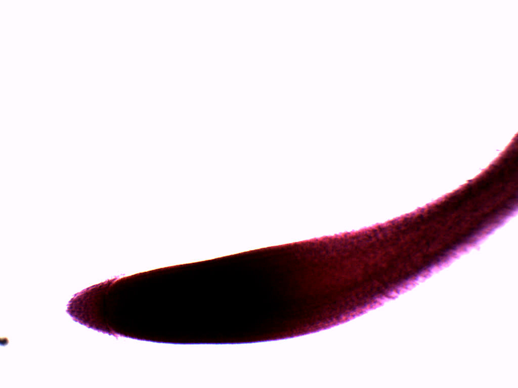 Wheat Root Tip - Wholemount - Prepared Microscope Slide - 75x25mm ...