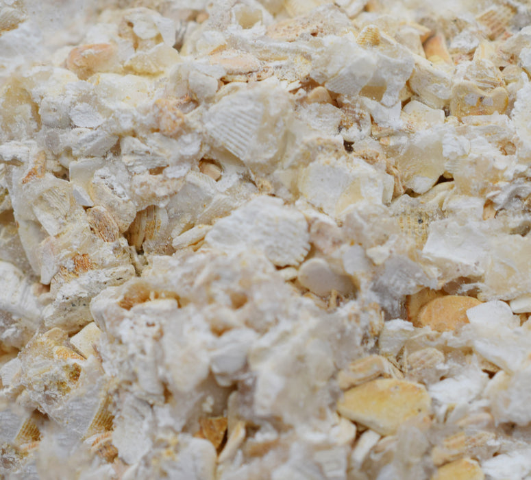 Eisco Raw Coquina, Sedimentary Rock Specimen - Approx. 1" ESNG0078