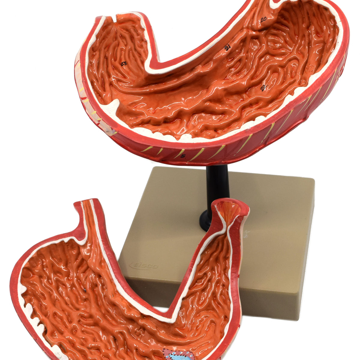 Human Stomach Model, 2 Parts, Three Dimensional, Sectional View with H ...