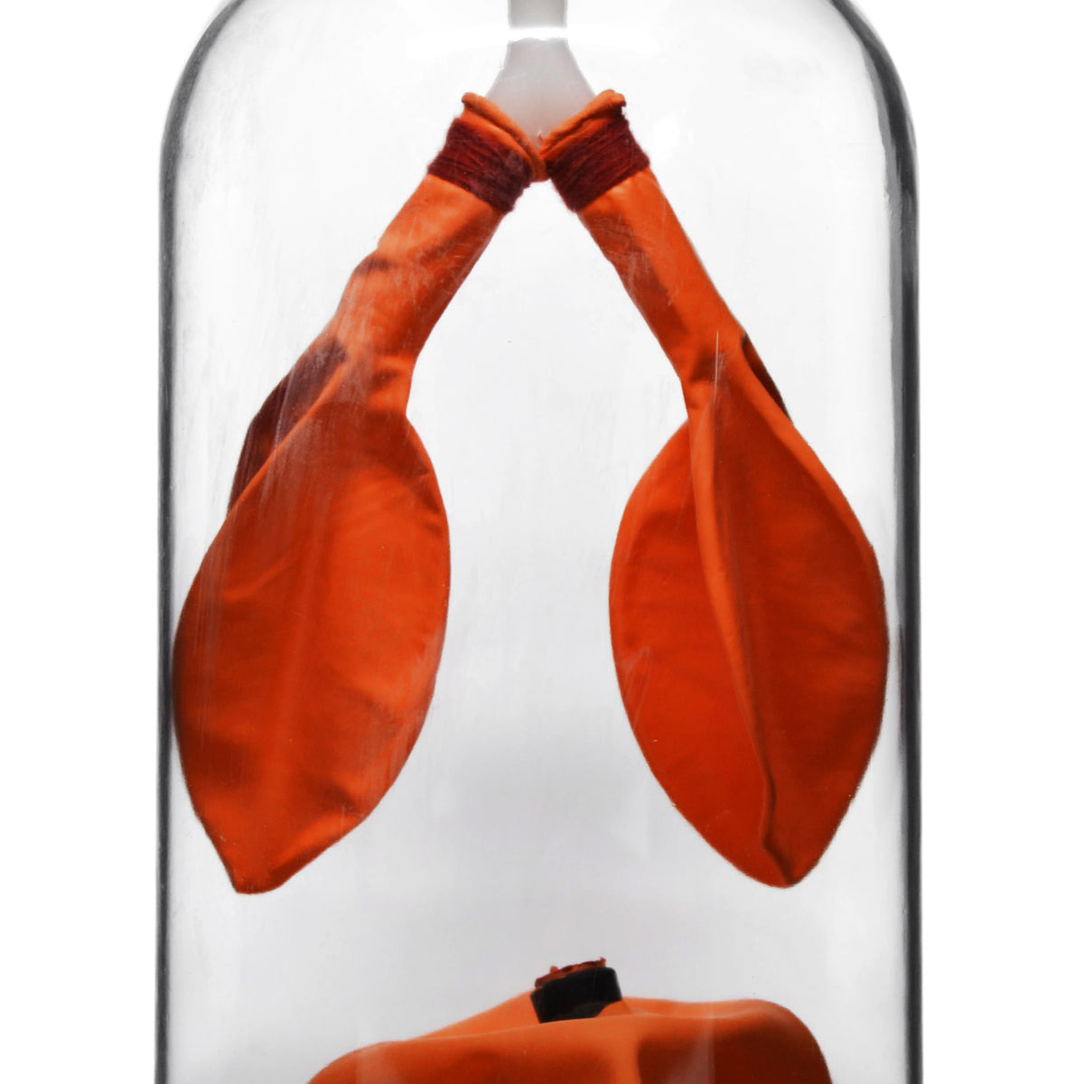 Lung Function Demonstration Model, 13 Inch - Rubber & Plastic - Shows — Eisco Labs