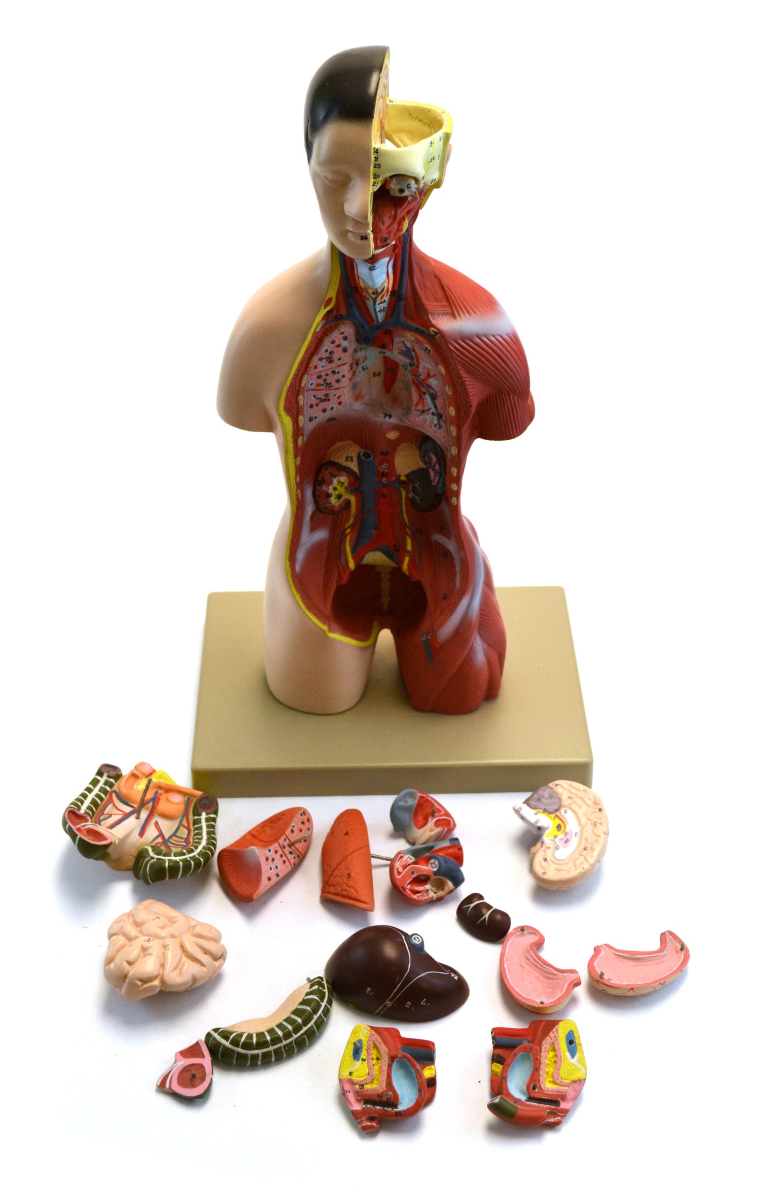 Featured Human Anatomy Models — Eisco Labs