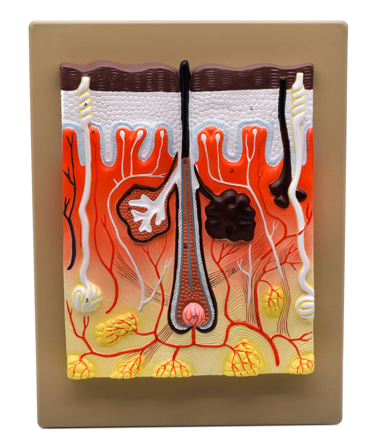 Human Skin Model, 300x Enlarged - with Hand Painted Details - Mounted ...