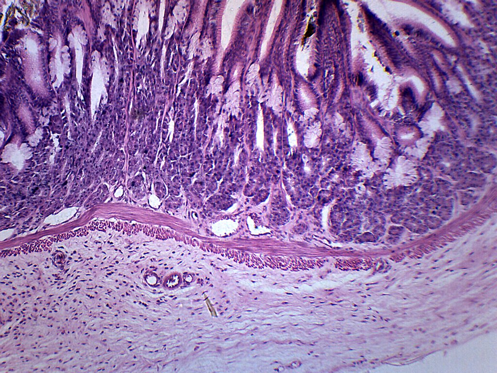 Esophagus Microscope Slide