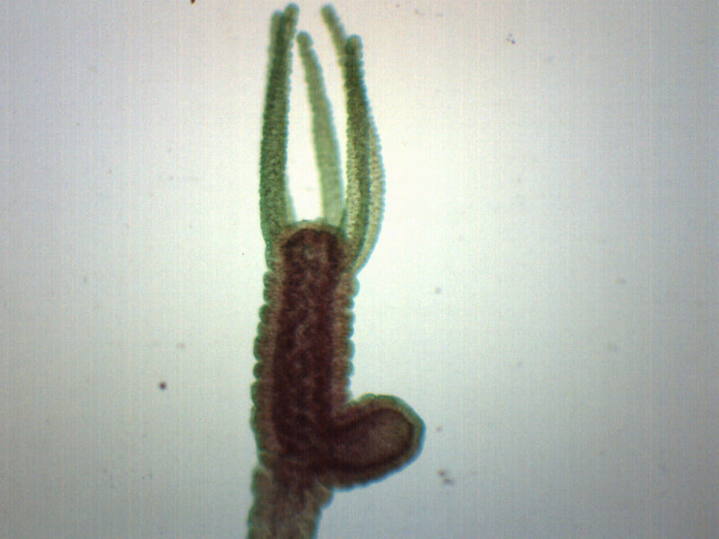 Hydra Under Microscope 40x