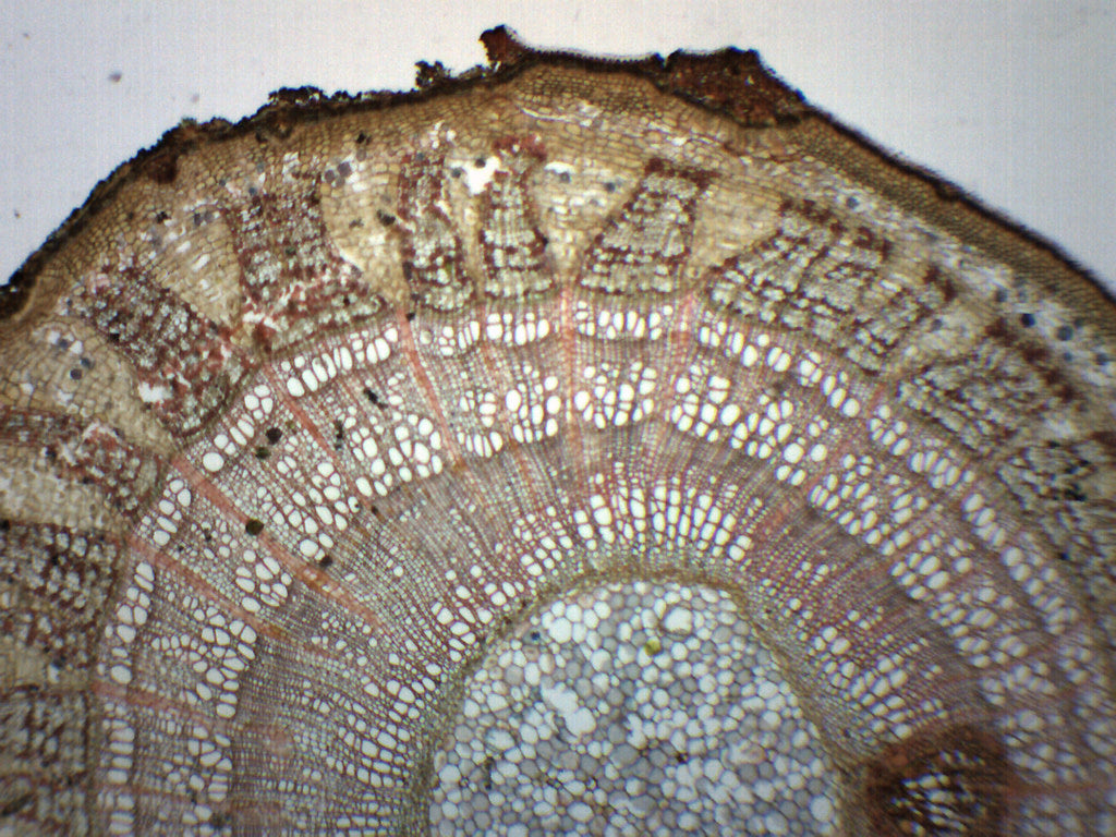 Tilia, 3-Year Stem - Prepared Microscope Slide - 75x25mm — Eisco Labs