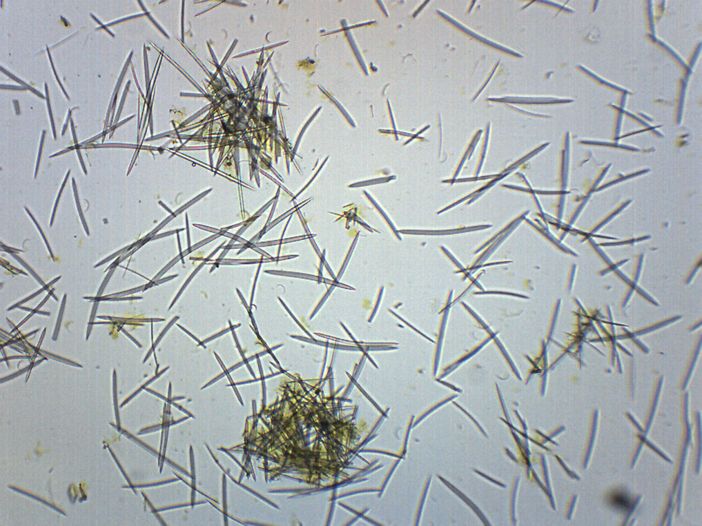 Mixed Spicules - Prepared Microscope Slide - 75x25mm — Eisco Labs