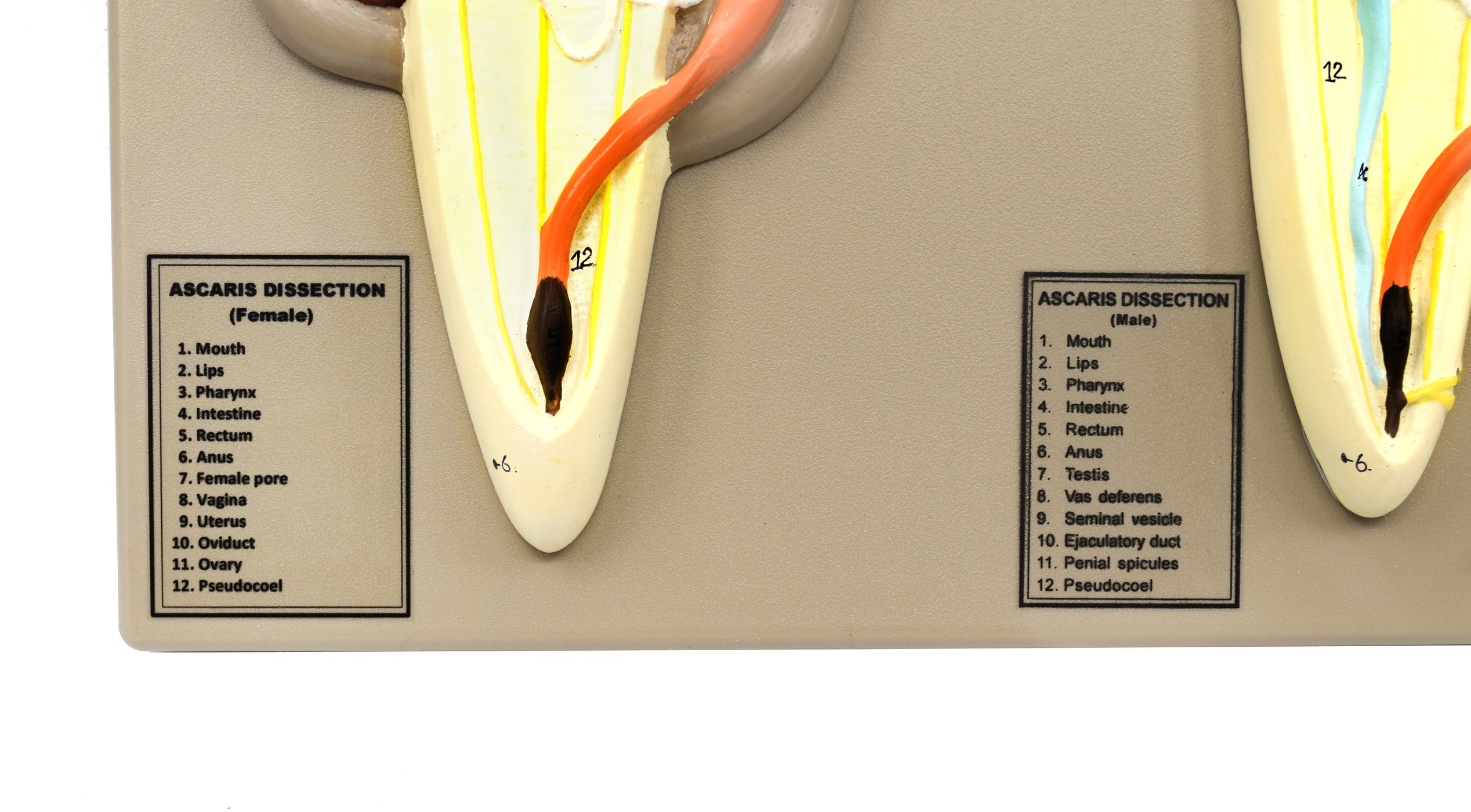 Ascaris Model, Male & Female - Enlarged, Dissection with Hand Painted ...