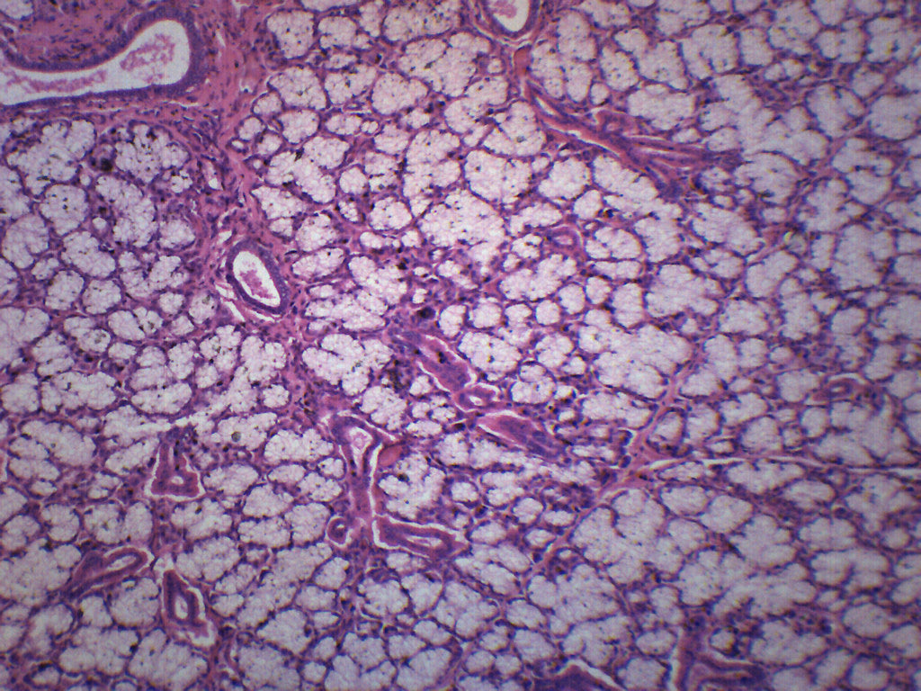 Parotid Histology
