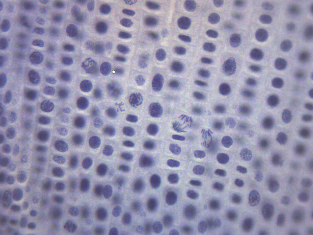 Onion Cells Microscope Slide Of