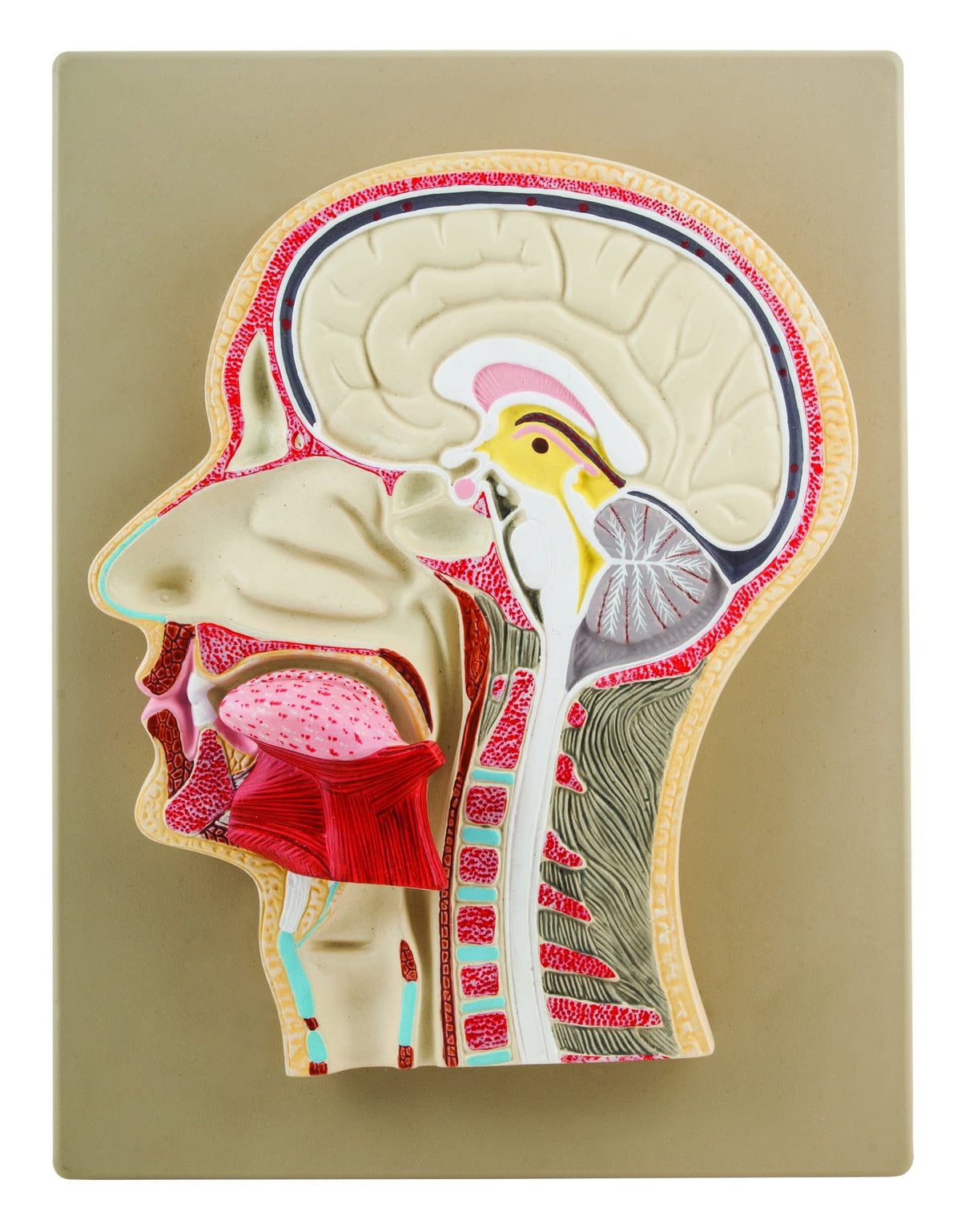 Eisco Life-Size Human Head Model, Half Median Section — Eisco Labs