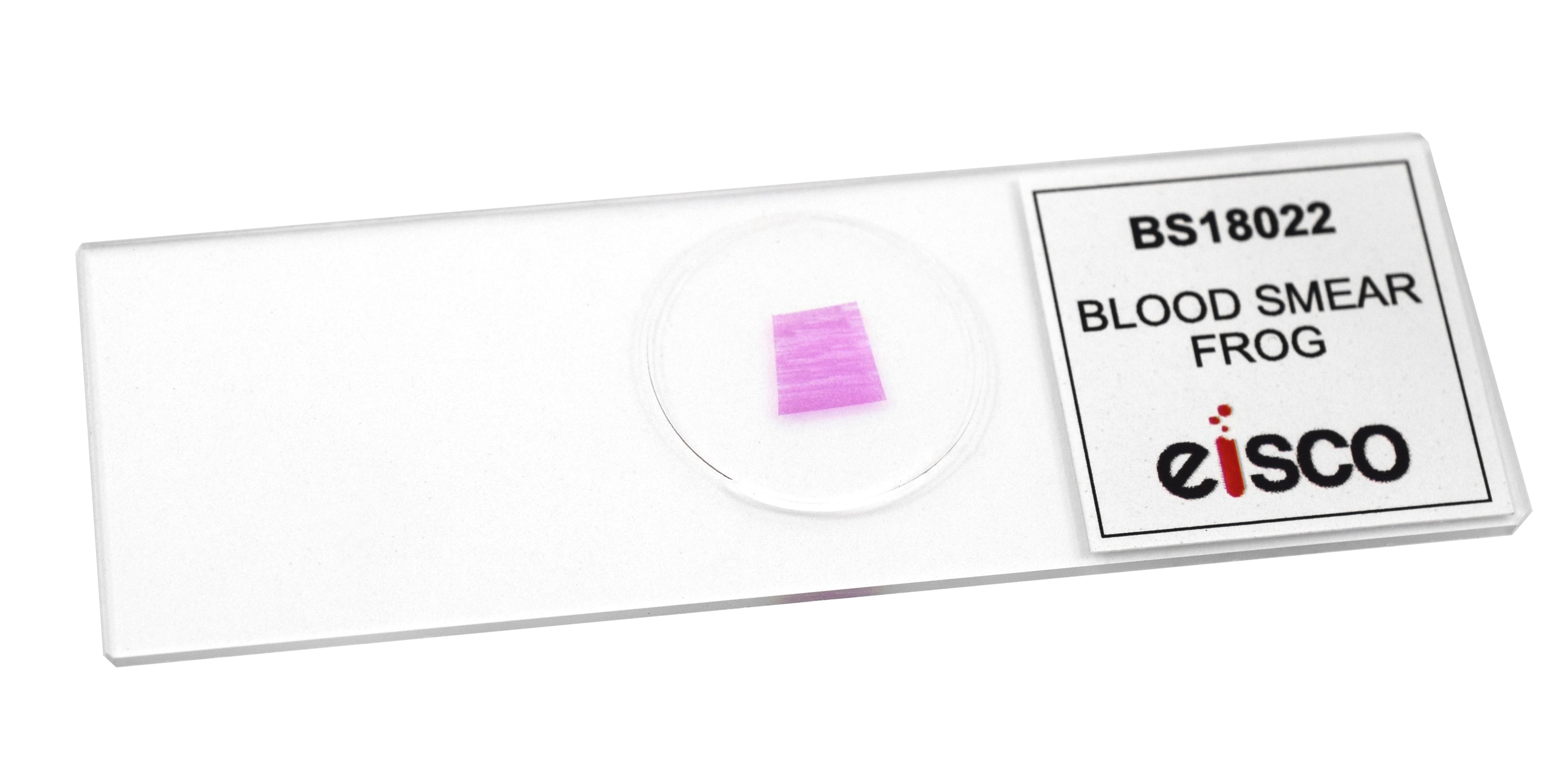 Frog Blood Smear - Prepared Microscope Slide - 75x25mm — Eisco Labs