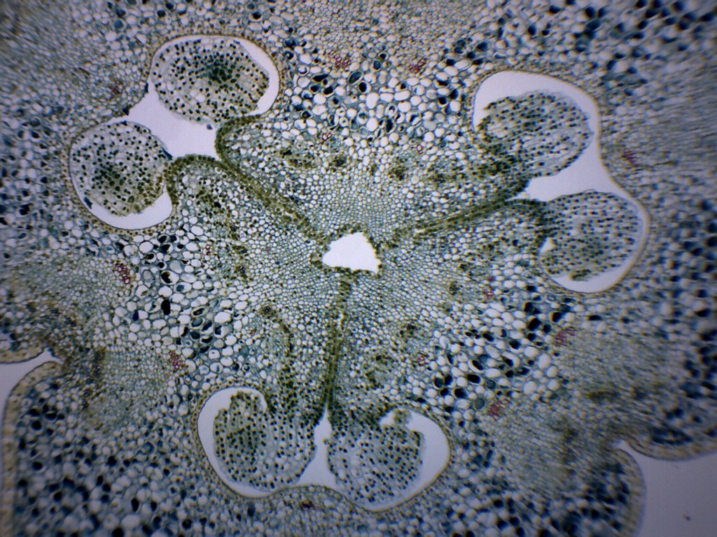 Lily Embryo Under Microscope