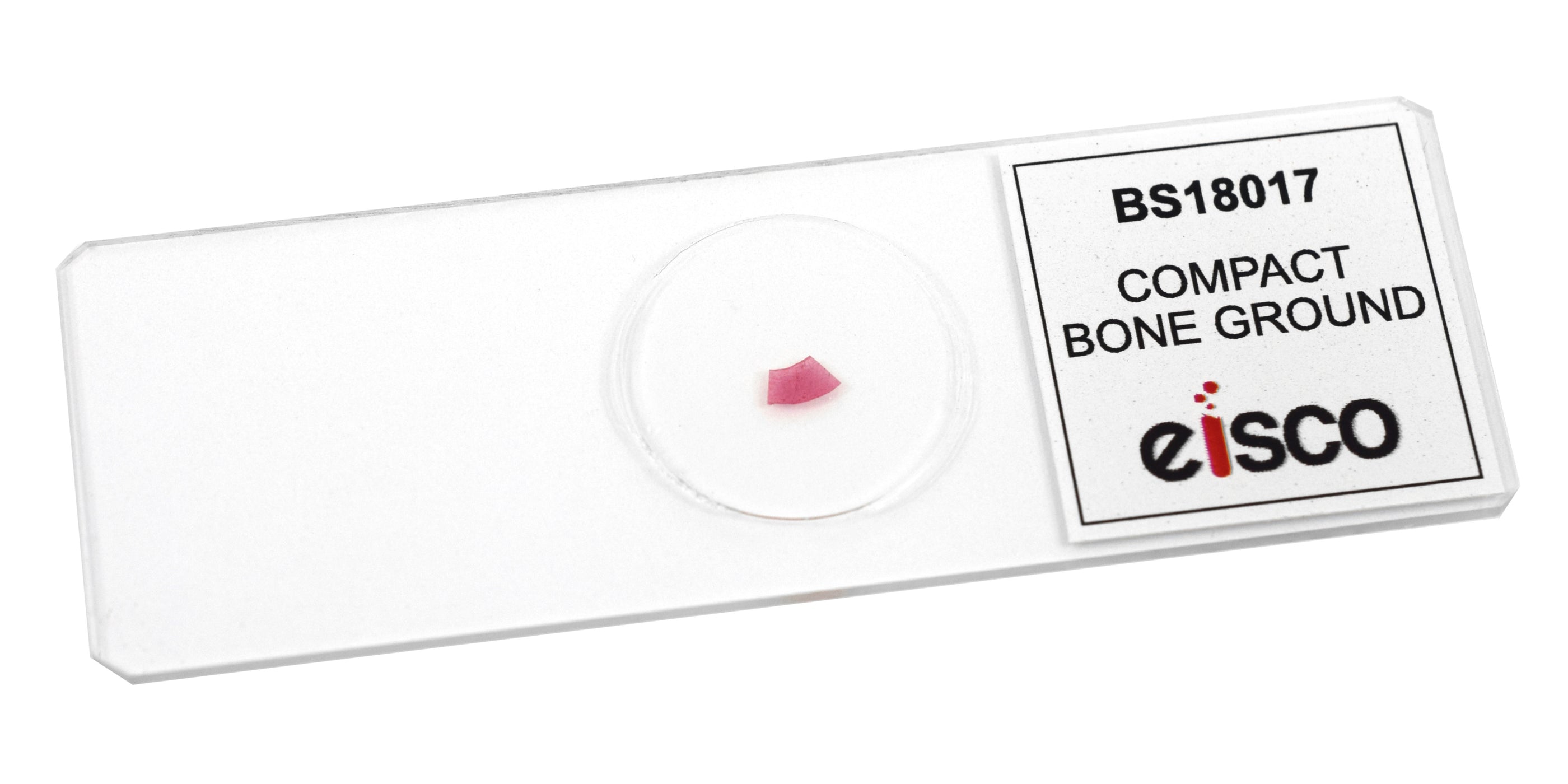 Compact Bone (Ground) - Prepared Microscope Slide - 75x25mm — Eisco Labs