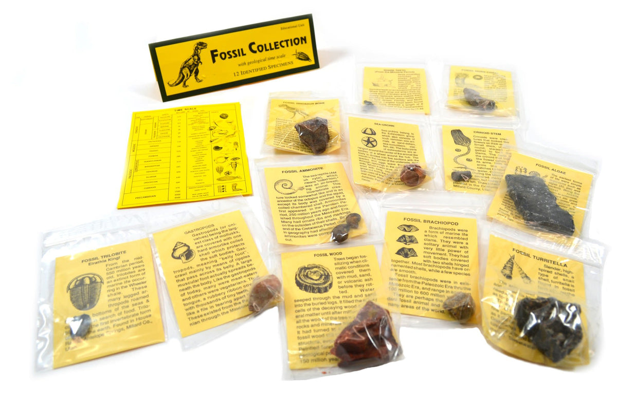 12 Piece Deluxe Fossil Collection - Includes 12 Samples, Information C ...