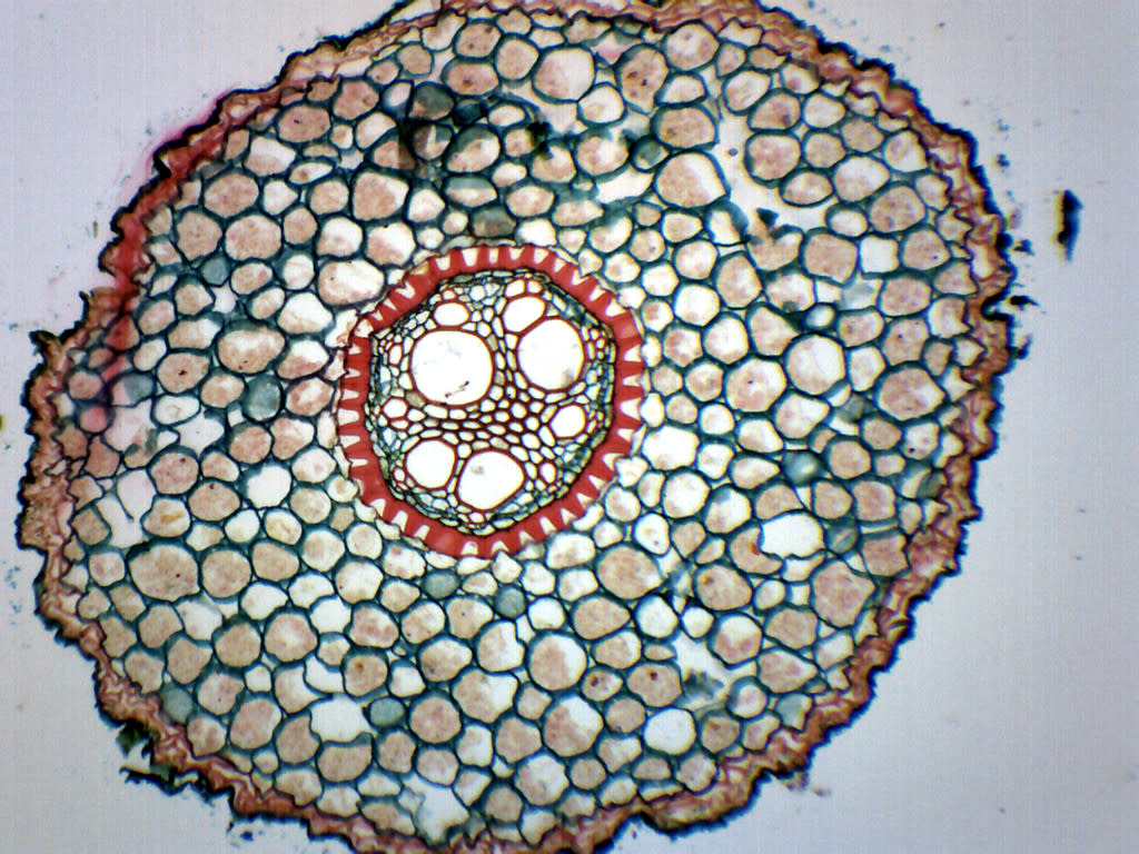 Iris Root, Typical Monocot - Cross Section - Prepared Microscope Slide ...