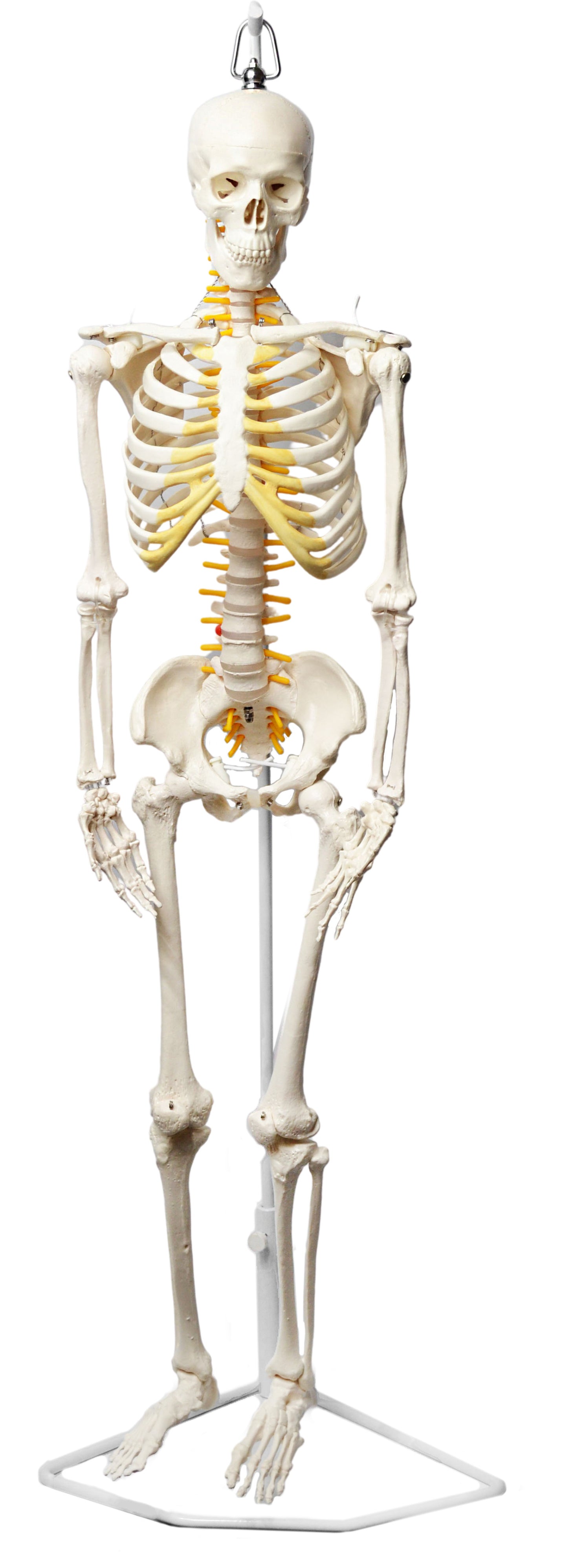 Human Skeleton Model, Half Size - With Nerve Endings - Hanging Mount ...