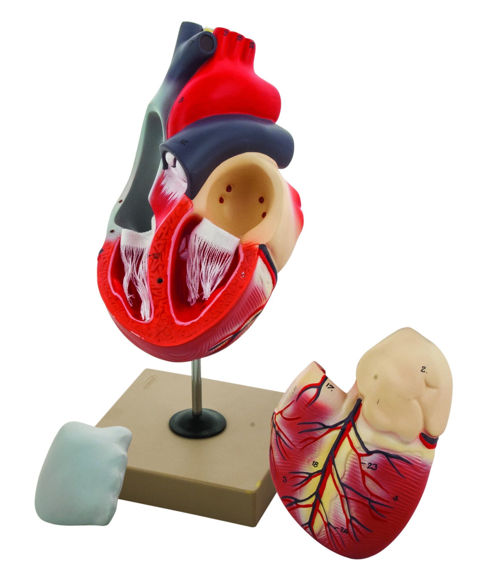 Featured Human Anatomy Models — Eisco Labs