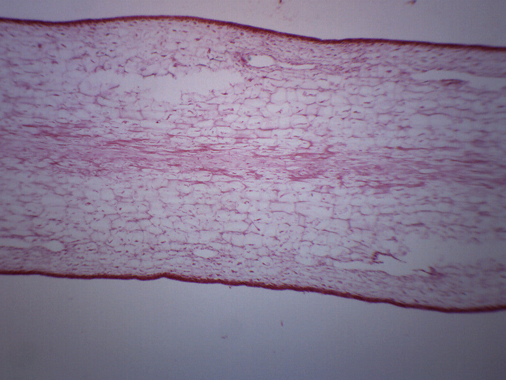 Planaria Cross Section Slide